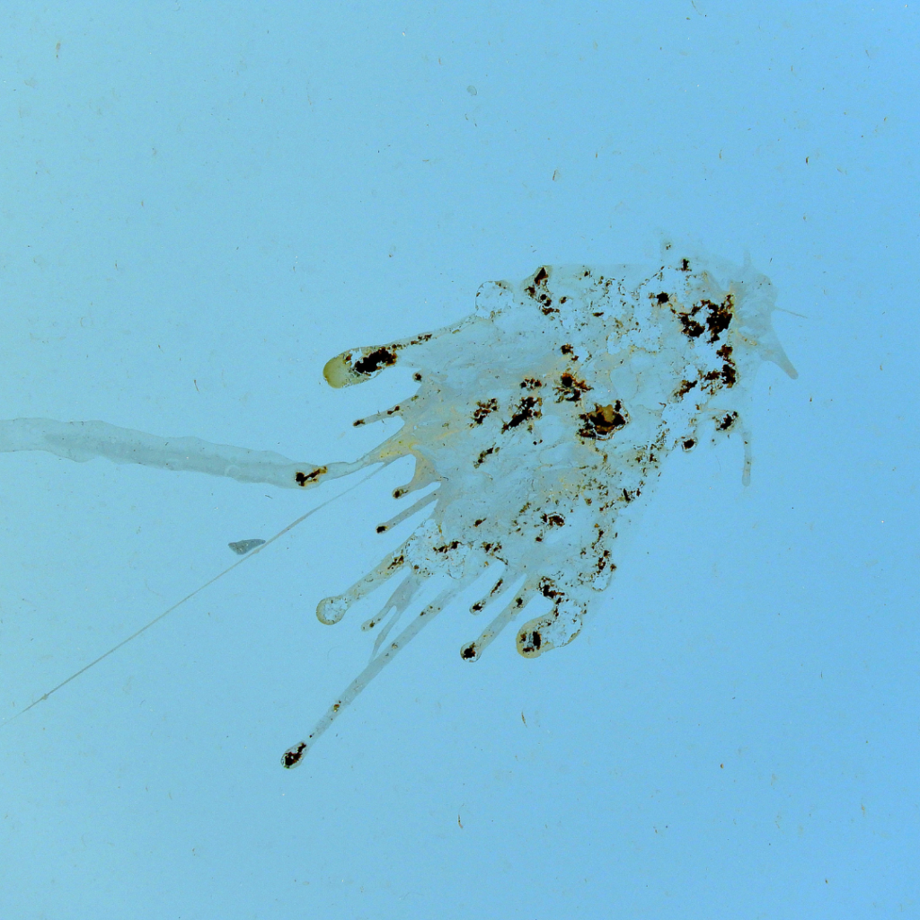 How To Easily Clean Bird Poop Off Your Car Windshield - Auto Detailing Lab